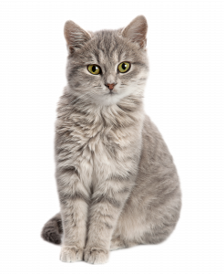 The Fish Bowl Ltd – Fulham Pet Shop | Live Animals
