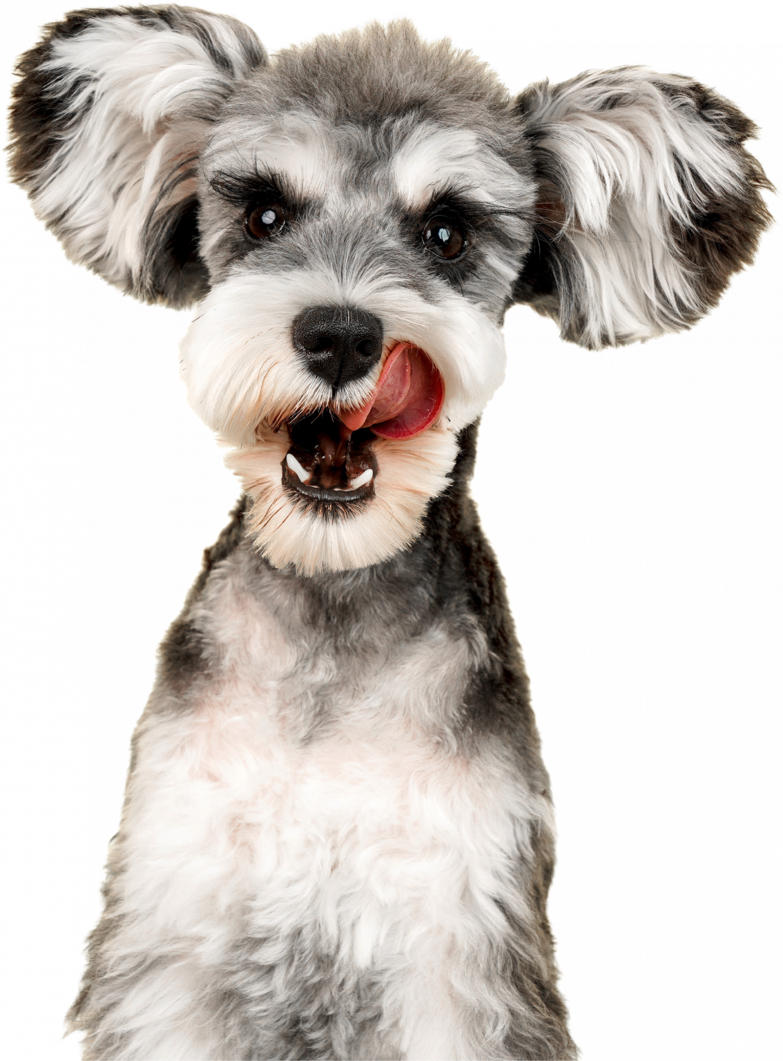 The Fish Bowl Ltd – Fulham Pet Shop | Live Animals