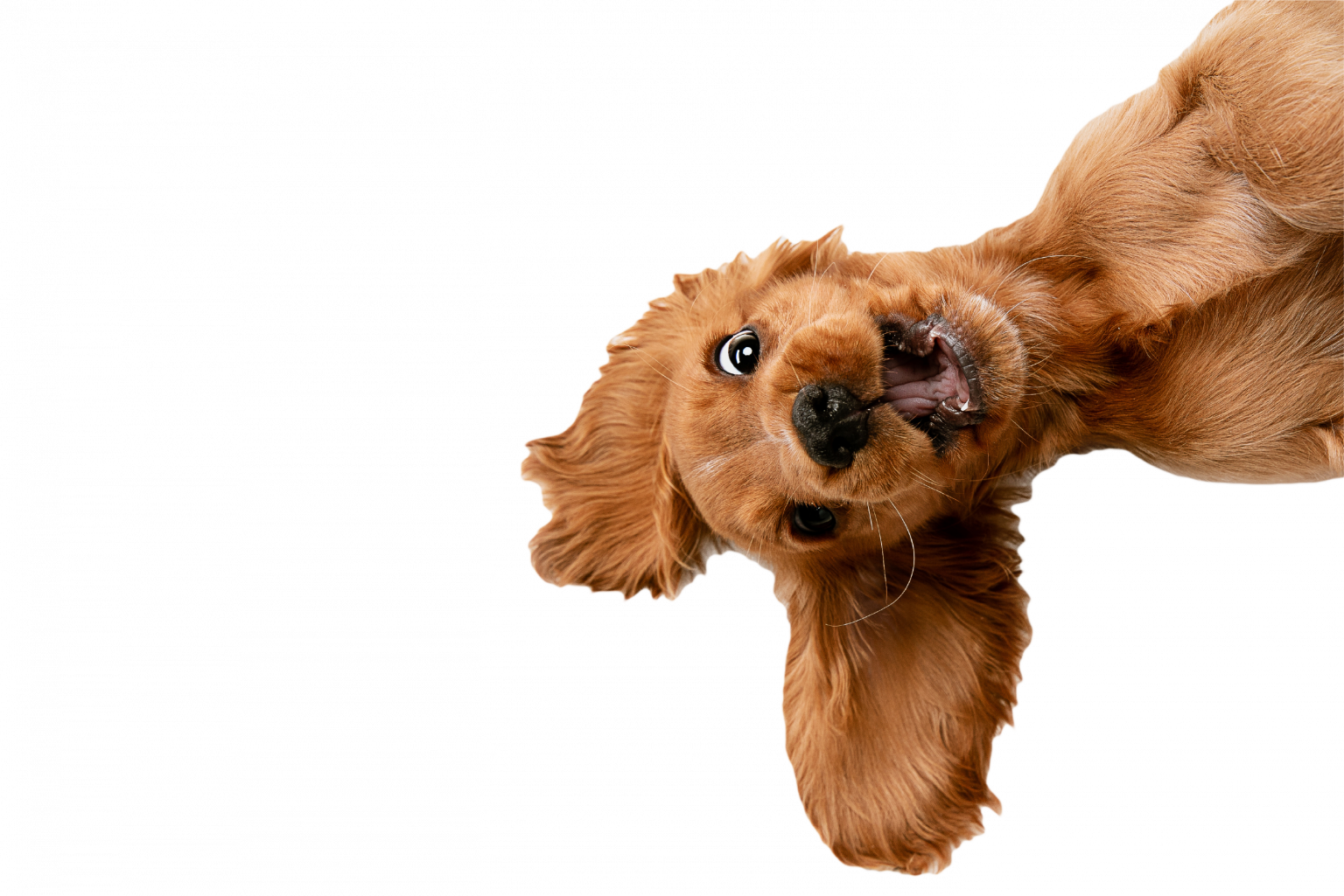 The Fish Bowl Ltd – Fulham Pet Shop | Live Animals
