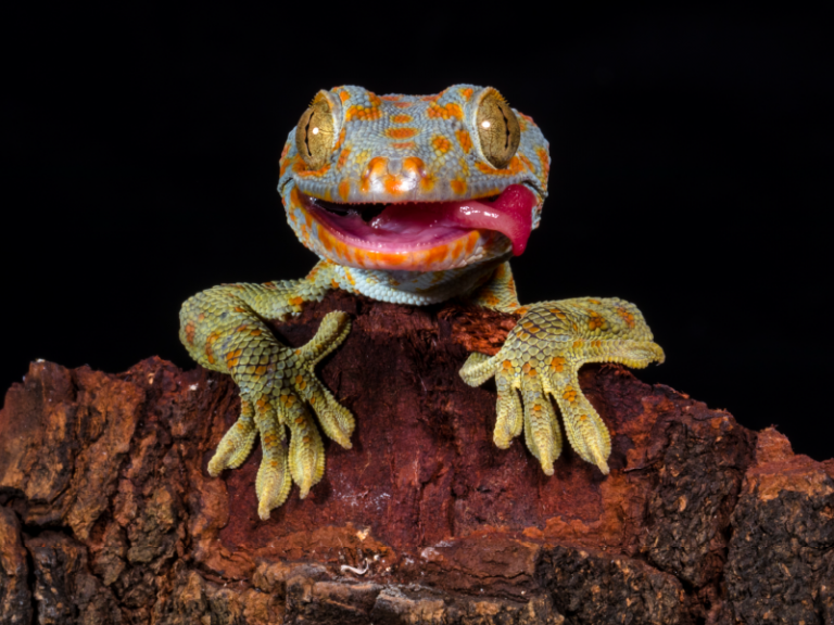 The Fish Bowl Ltd – Fulham Pet Shop | Live Animals
