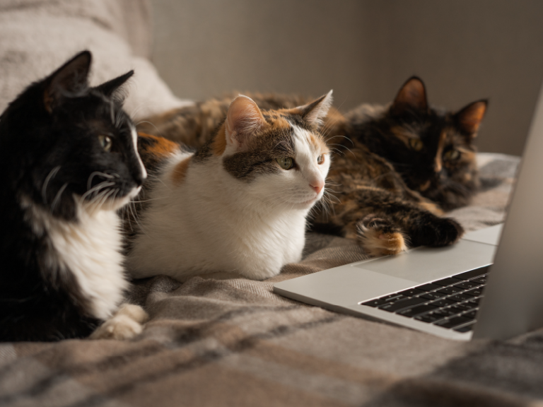 The Fish Bowl Ltd – Fulham Pet Shop | Live Animals