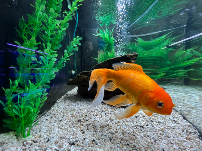 The Fish Bowl Ltd – Fulham Pet Shop | Live Animals